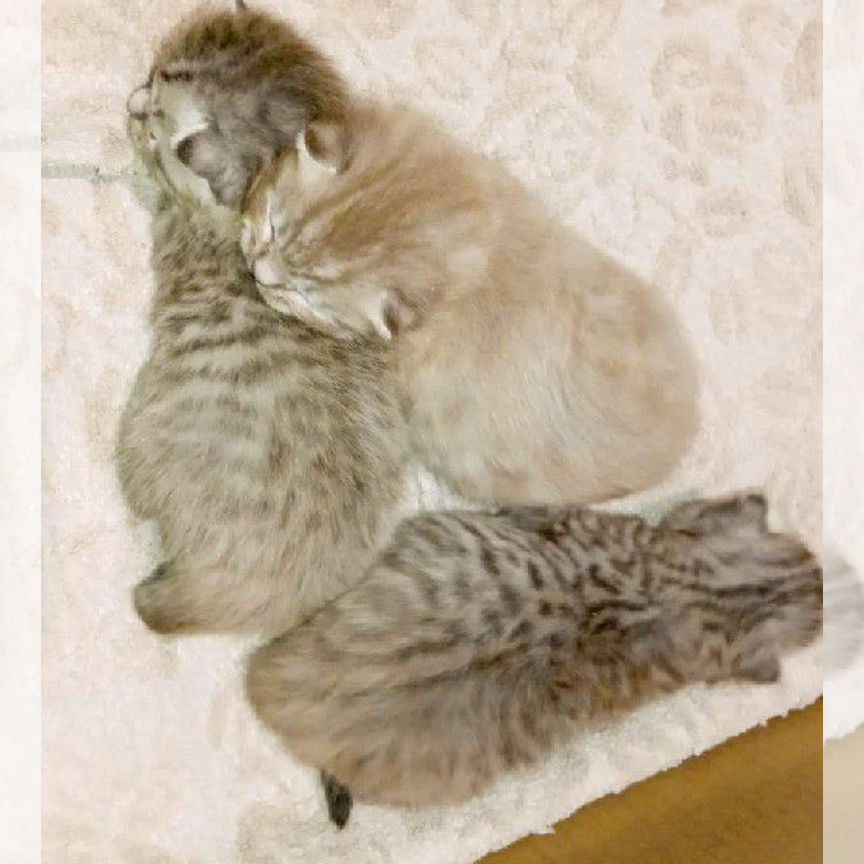 Шотландская