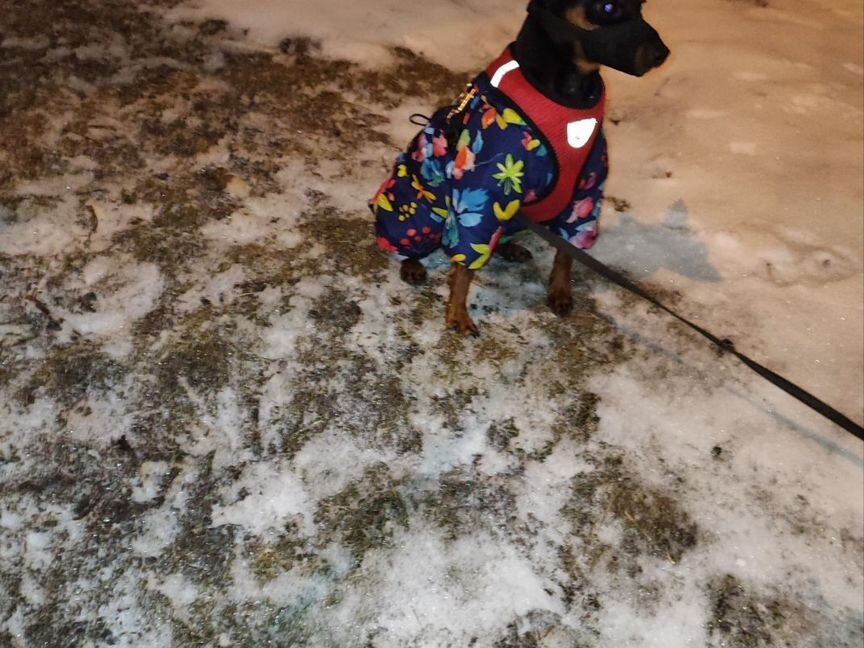 Собака