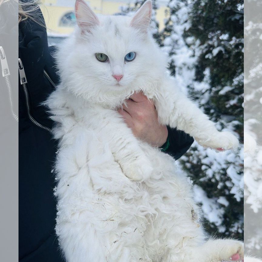 Турецкая ангора, взрослый кот