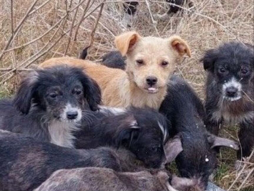 Спасите живые души. Маленькие собачки
