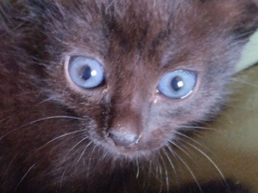 Бурманская