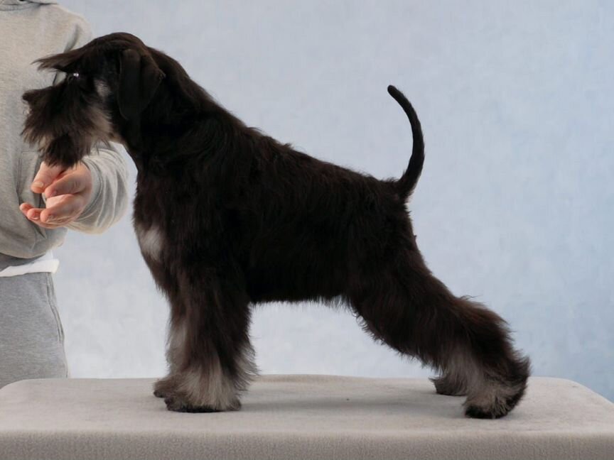 Цвергшнауцер щенки черный с серебром