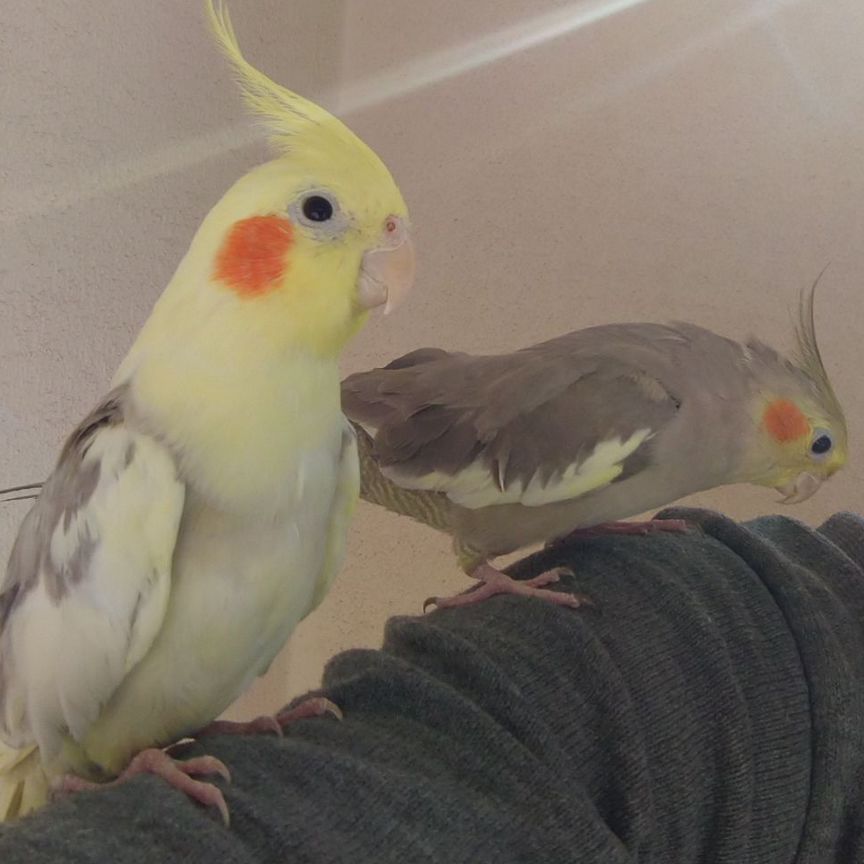 Попугаи Корелла (семья)ручные, 4 года