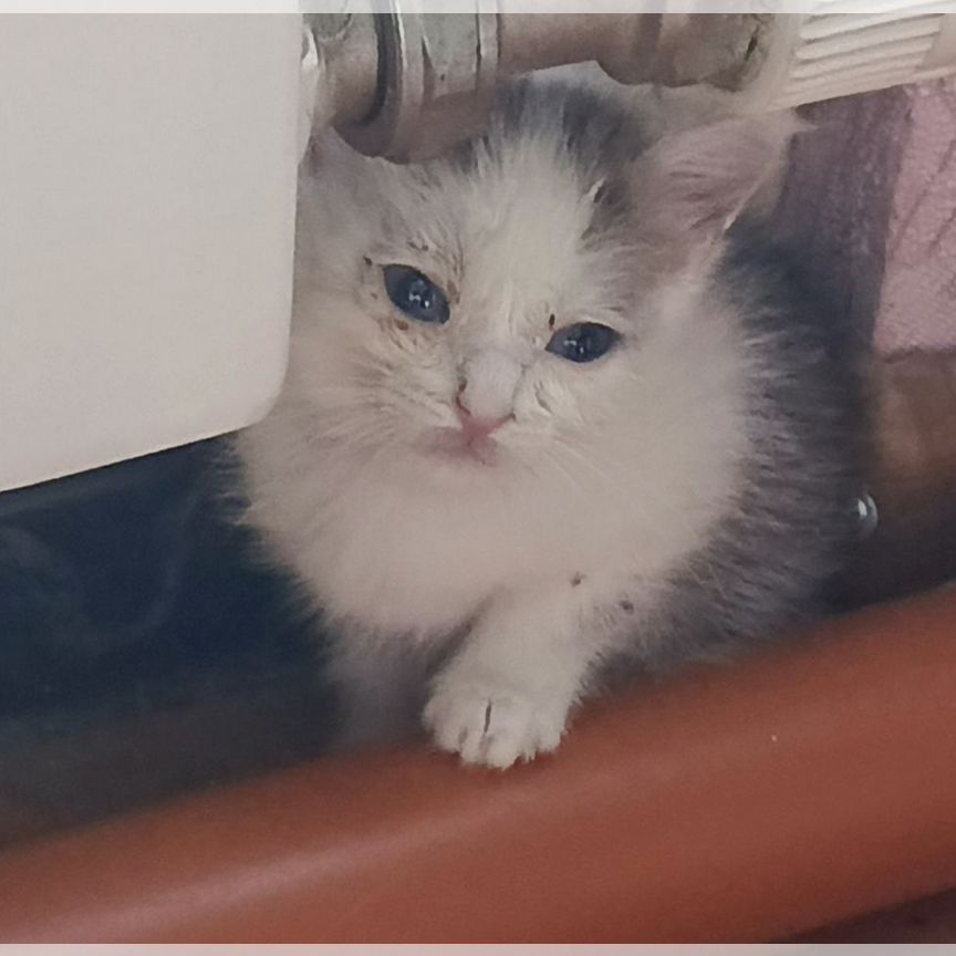 Котята в добрые руки бесплатно маленькие