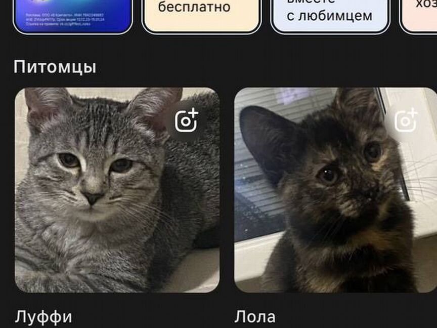 Котята в добрые руки даром, мальчик и девочка