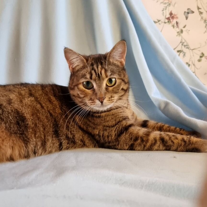 Шпротная кошечка юная красавица