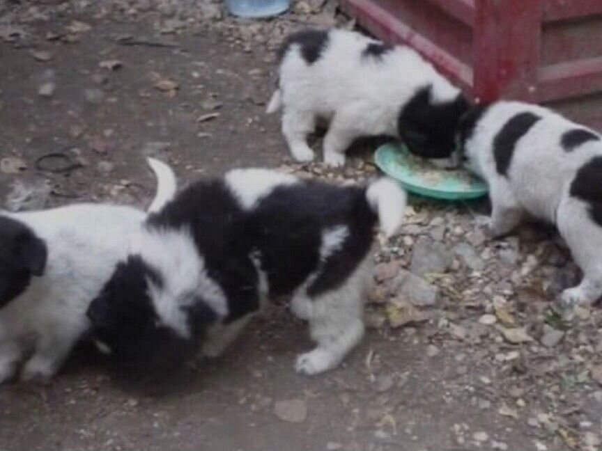 Щеночки в добрые руки