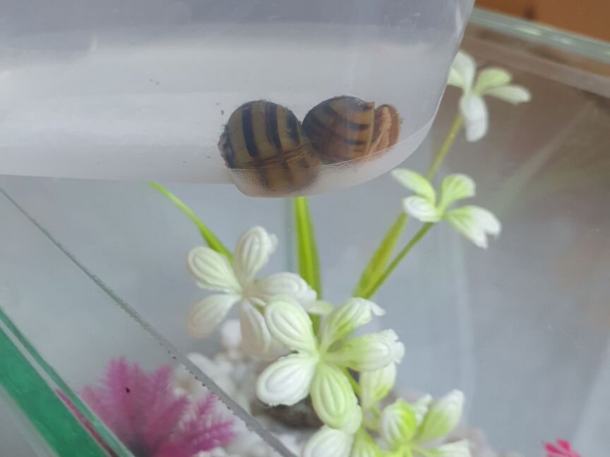 Улитки аквариумные