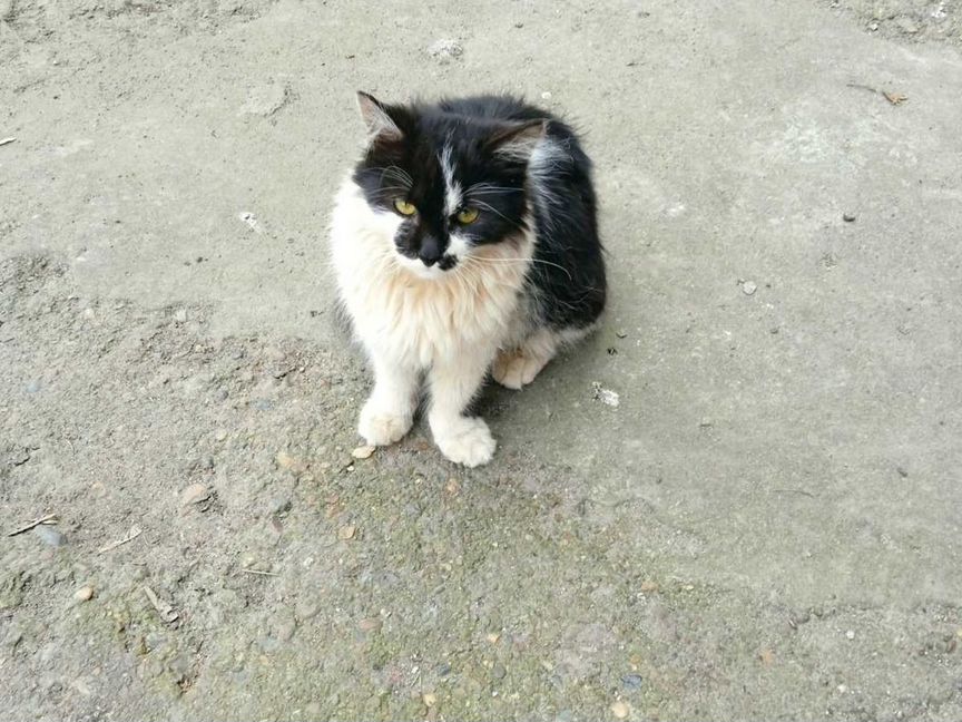 Котик-подросток в добрые руки