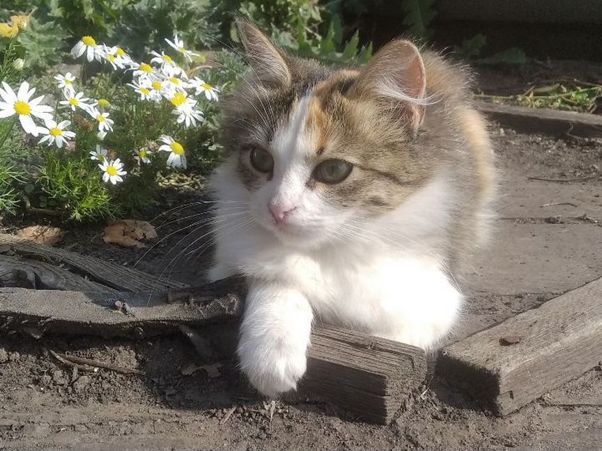 Отдам котят подростков