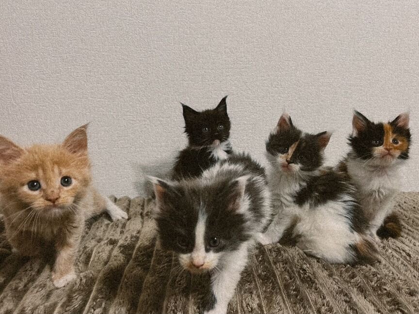 Котята мейн-кун