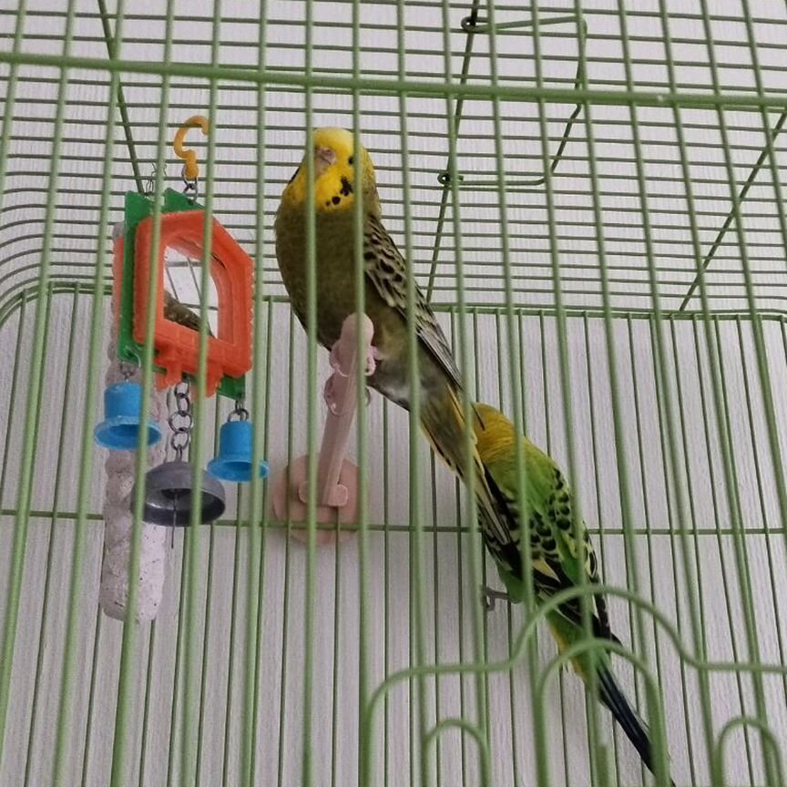 Волнистый попугай