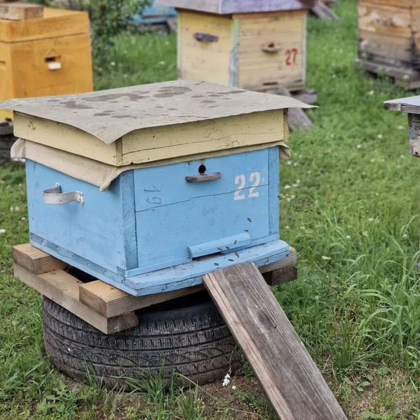 Продам пасеку