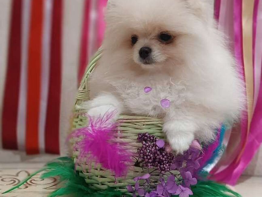 Собаки
