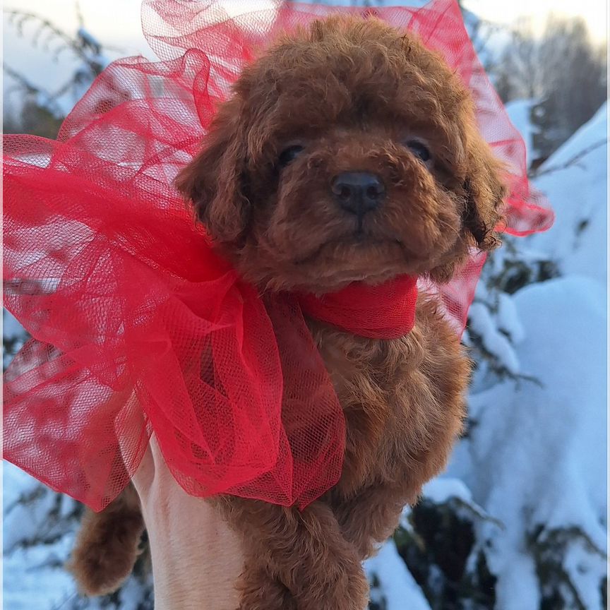 Той-пудель, щенок