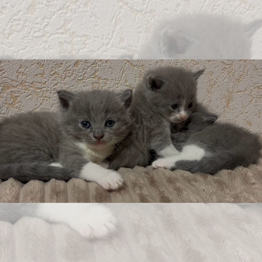Британский короткошёрстный котёнок
