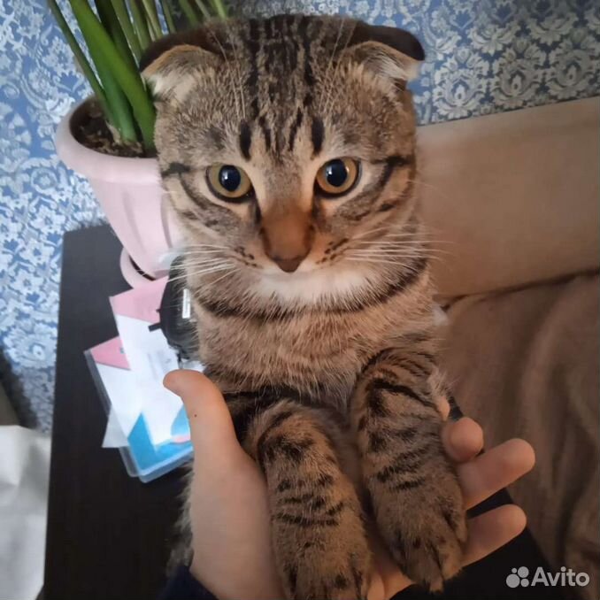 Шотландская вислоухая смешанная