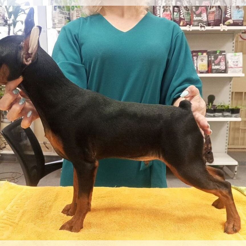 Цвергпинчер, щенок