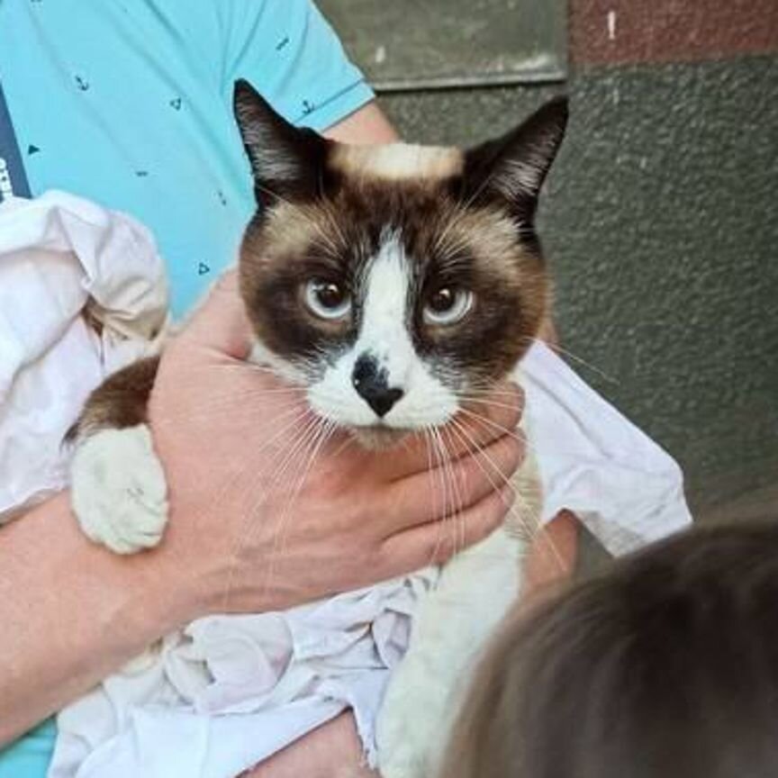 Снова бросили.Необычный котик ищет настоящую семью