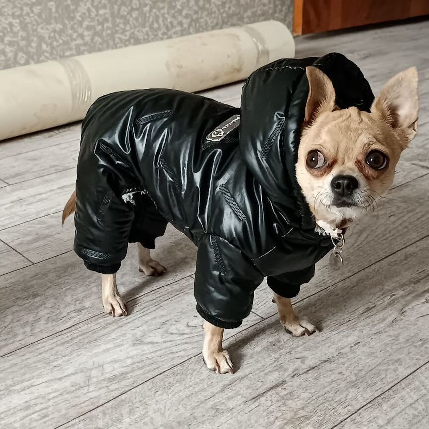 Комбинезон для собак мелких пород 30 см