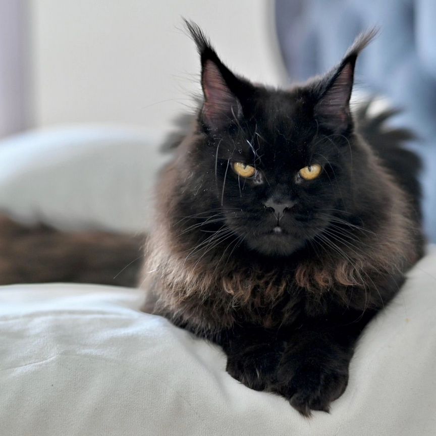 Мейн-кун в добрые руки