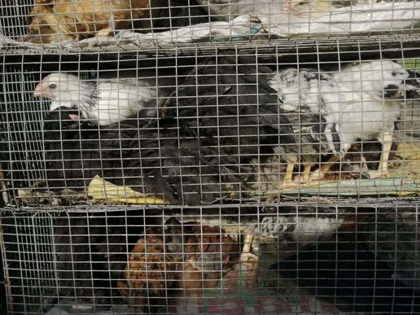 Курочка разных пород