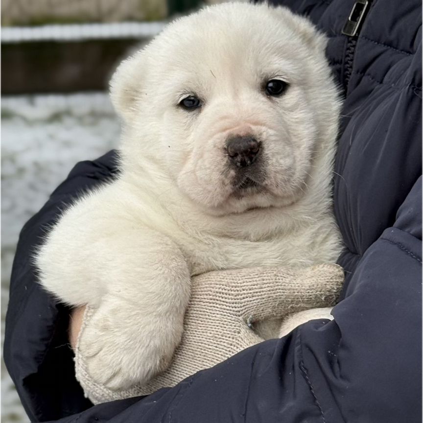 Среднеазиатская овчарка, щенок