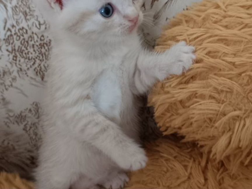 Отдам шотландских котят в добрые руки бесплатно