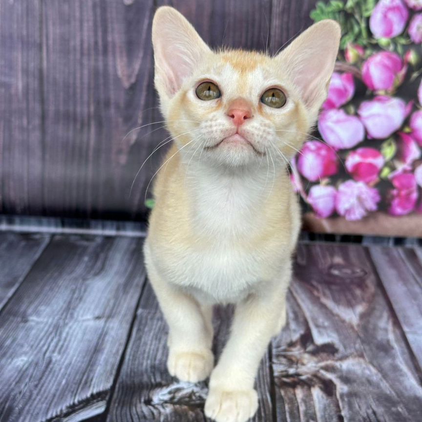 Бурманские котята