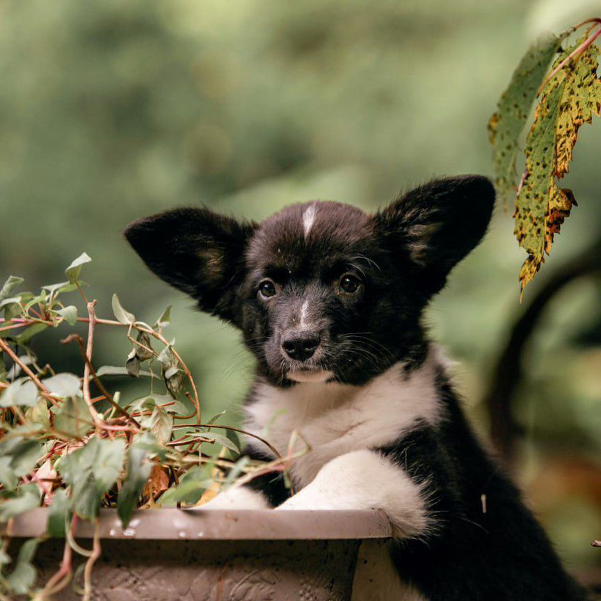 Щенок корги