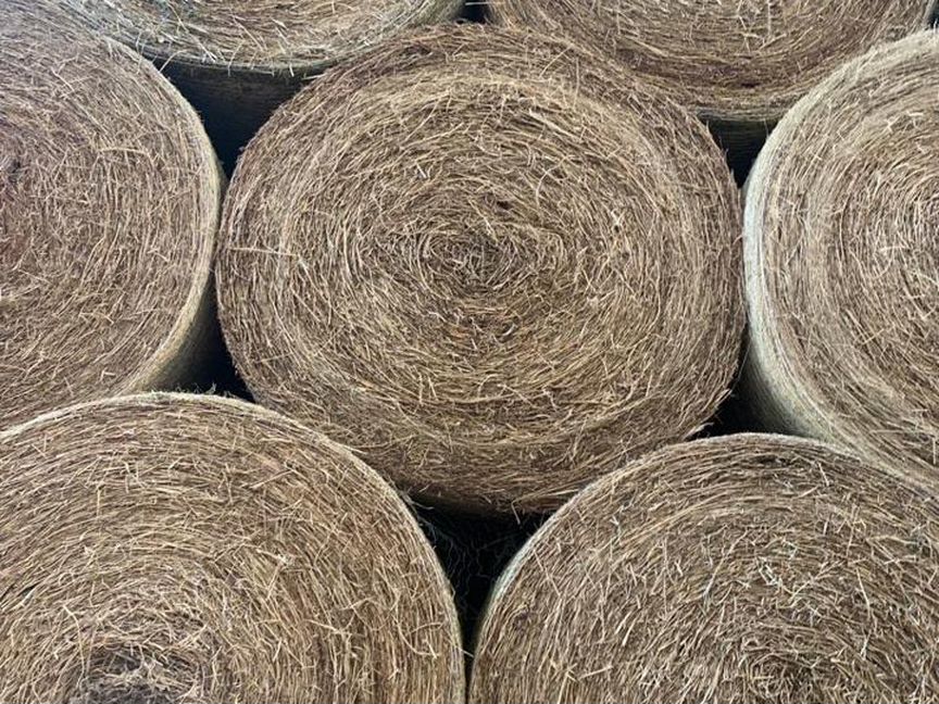 Сено люцерны