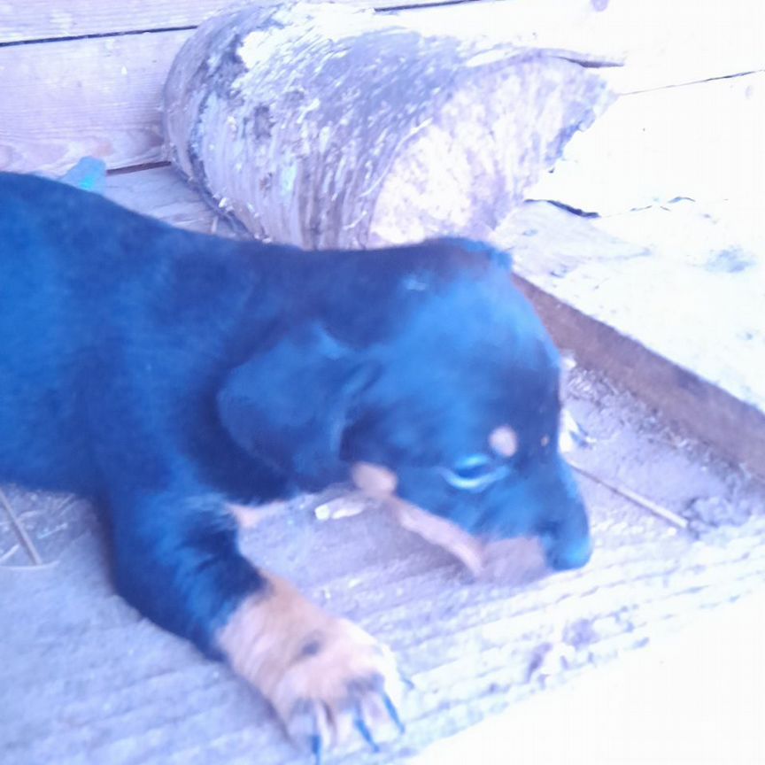 Немецкий охотничий терьер, щенок