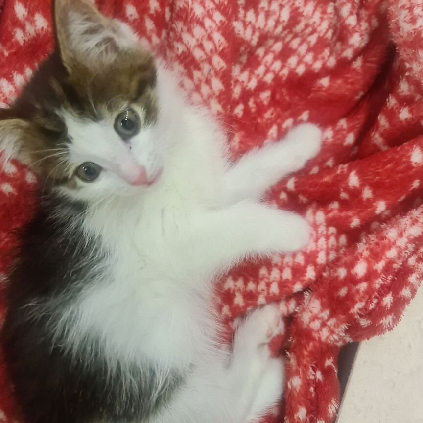Котёнок в добрые руки