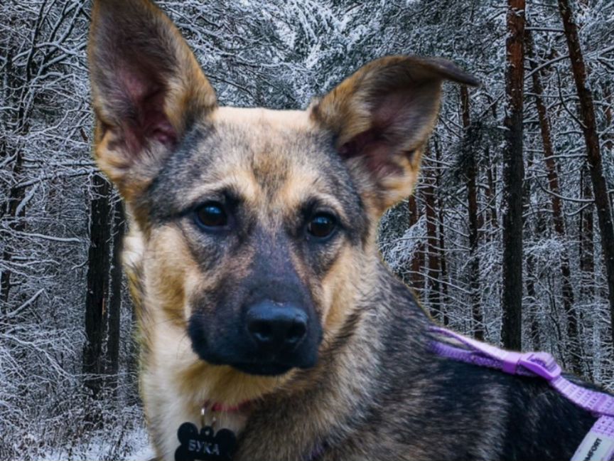 Щенок очень ищет дом / в добрые руки / бесплатно