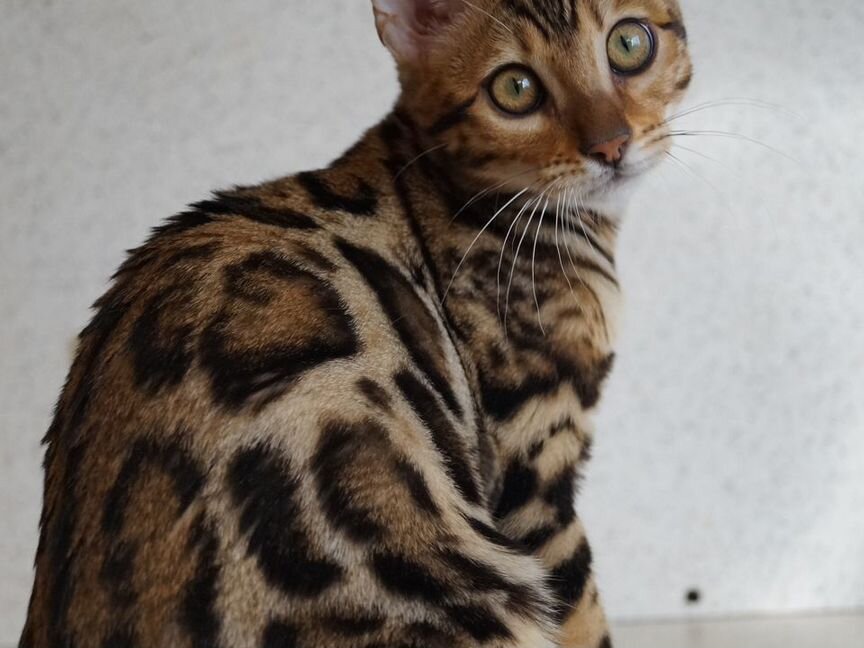 Элитные бенгальские котята