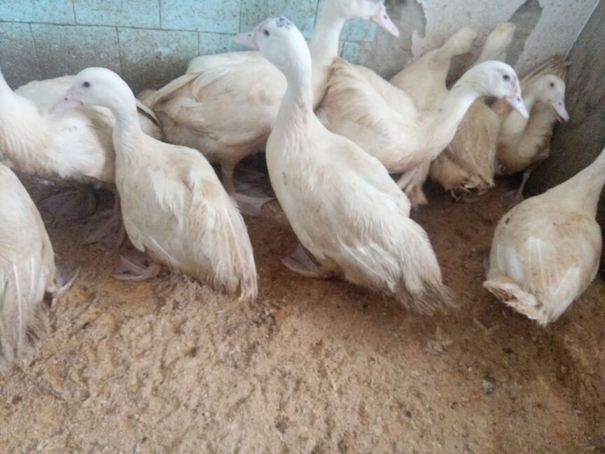 Индоутки на племя