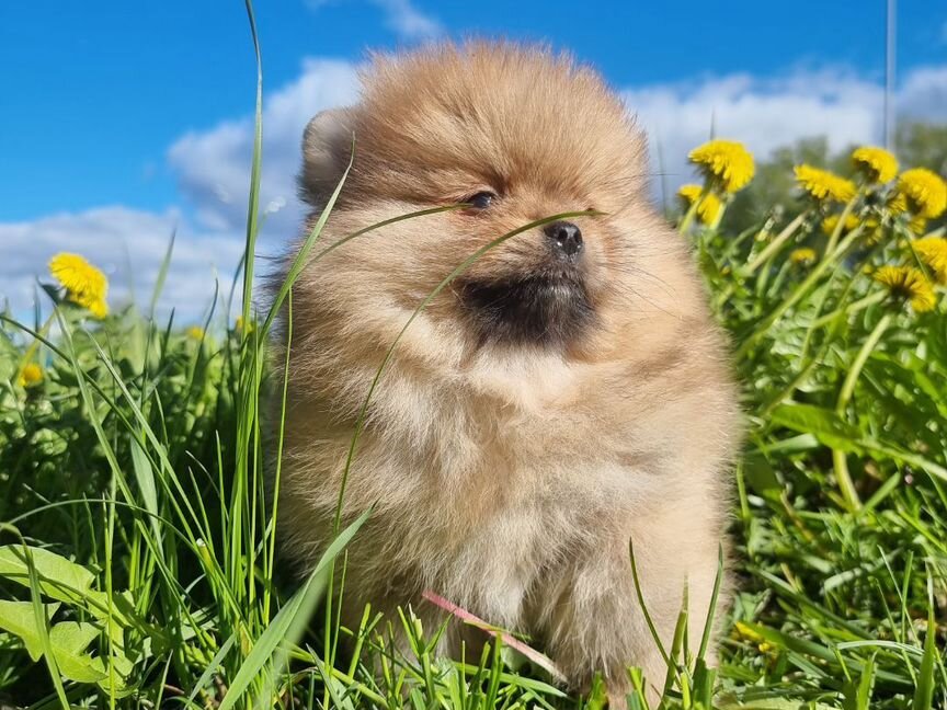 Померанский шпиц