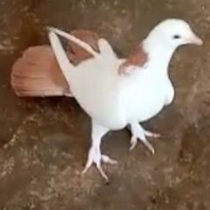 Голуби Бакинские широкохвостые