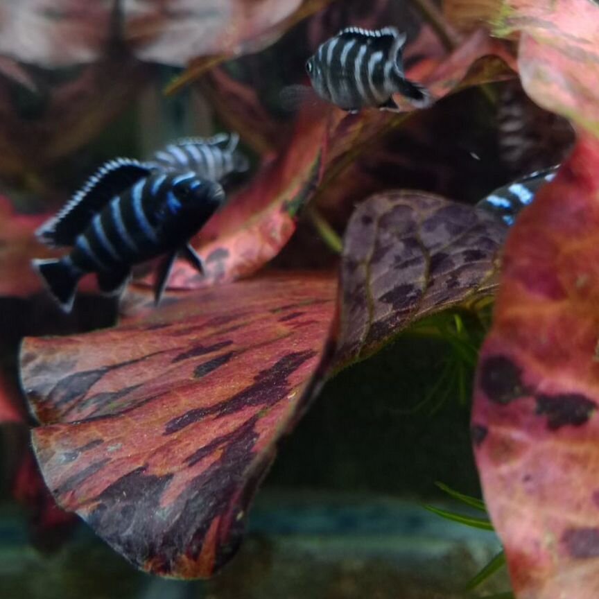 Продаются рыбки