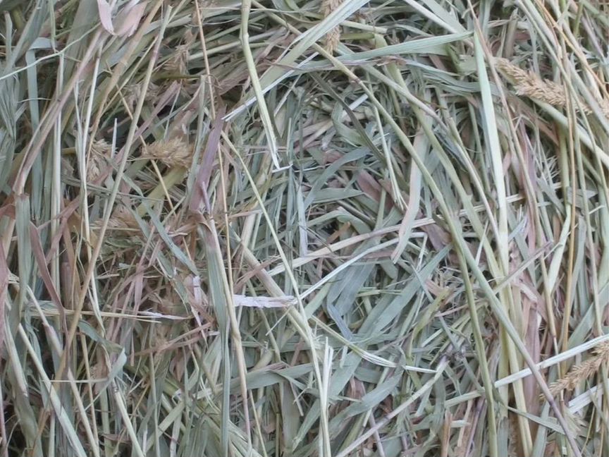 Сено, Суданка сеянная