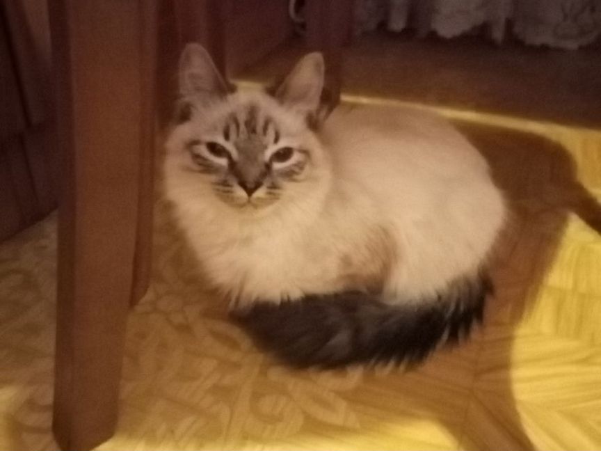 Невский котенок