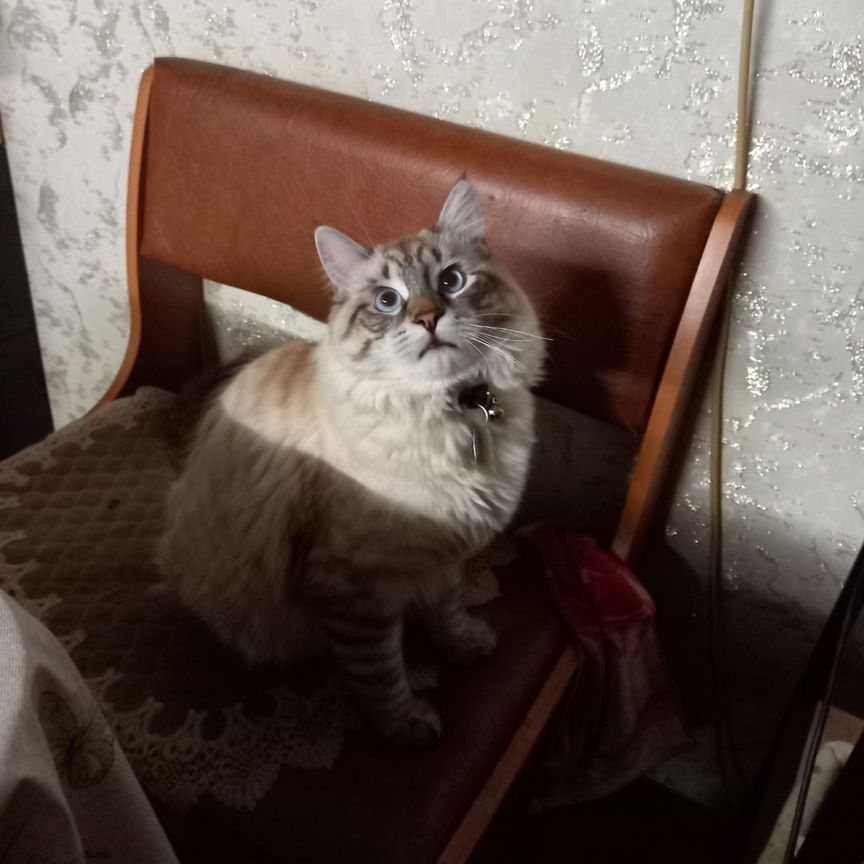 Вязка кошек