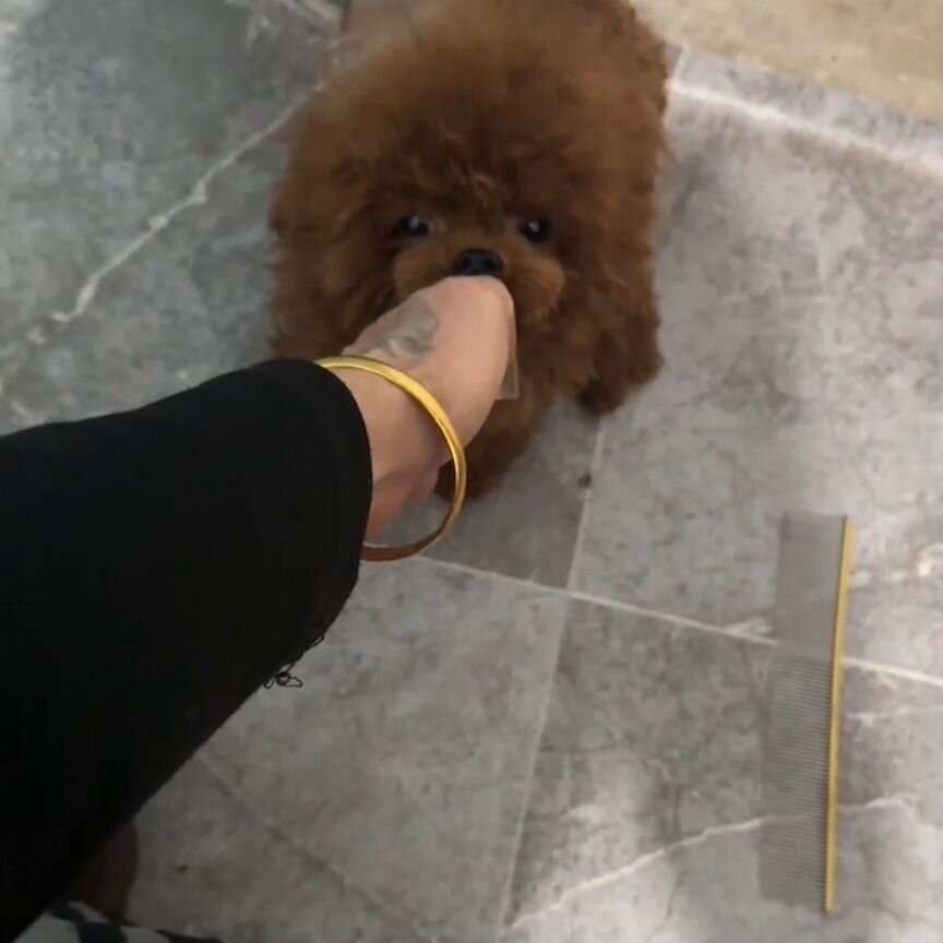 Кукольная девочка тедди тикап пудель