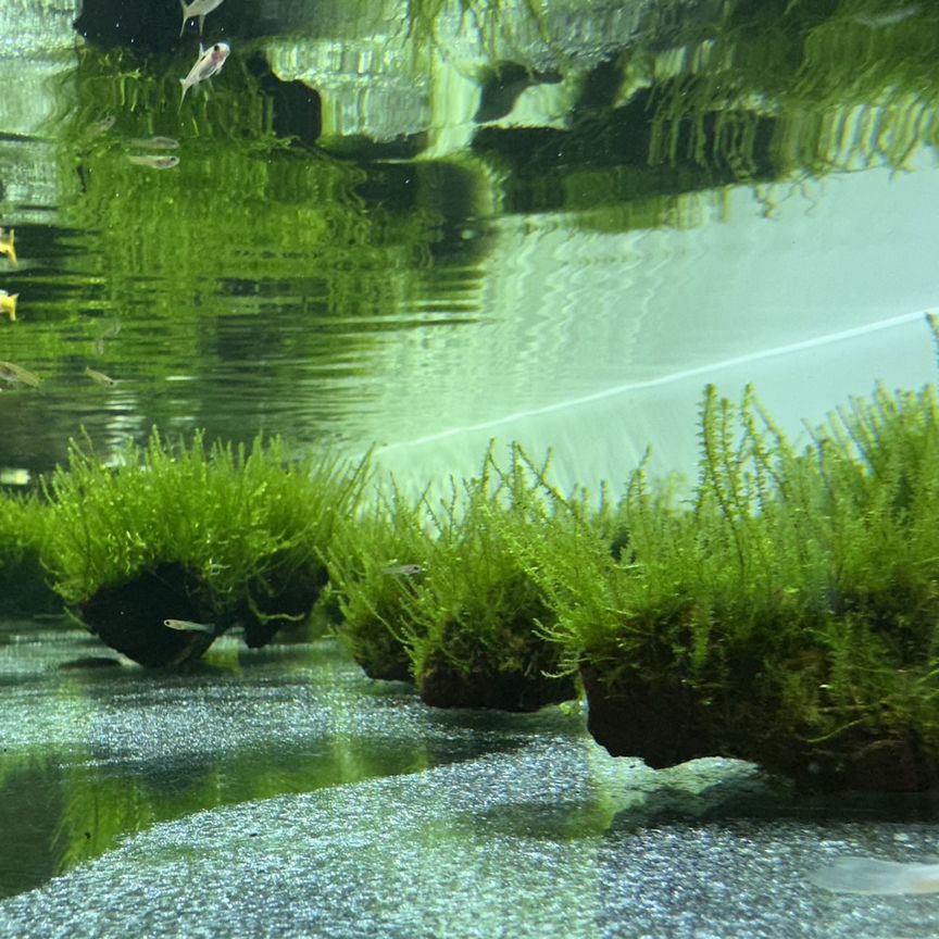 Мох аквариумный