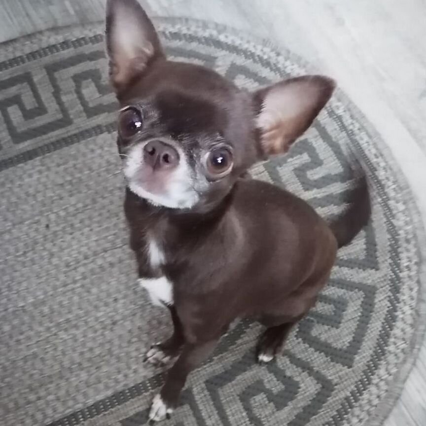 Чихуахуа мини