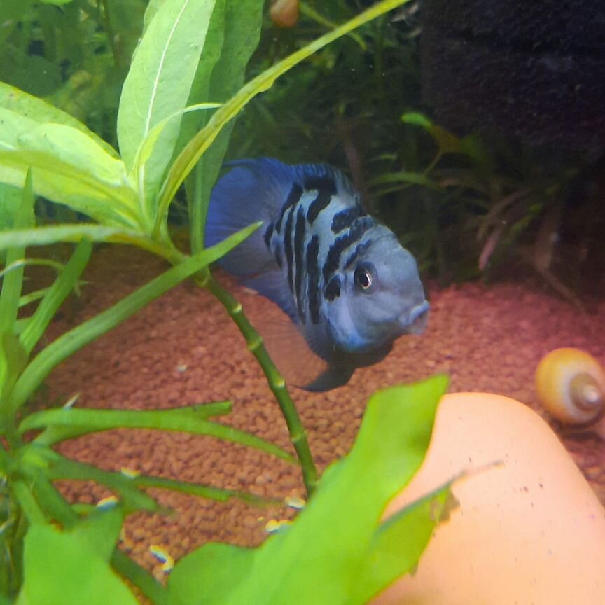 Рыбка попугай