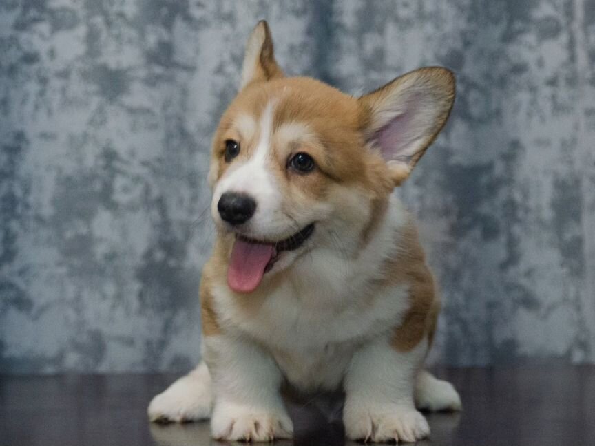 Щенки вельш-корги пемброк