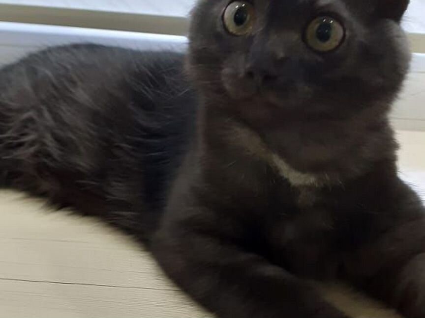 Котёнок Жулия, окрас "чёрный дым"