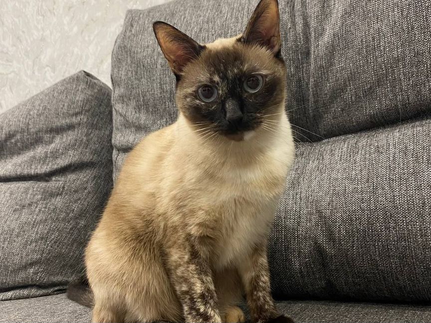 Кошка невская маскарадная бесплатно