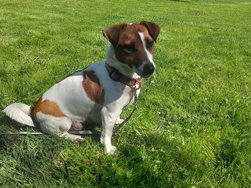 Джек рассел